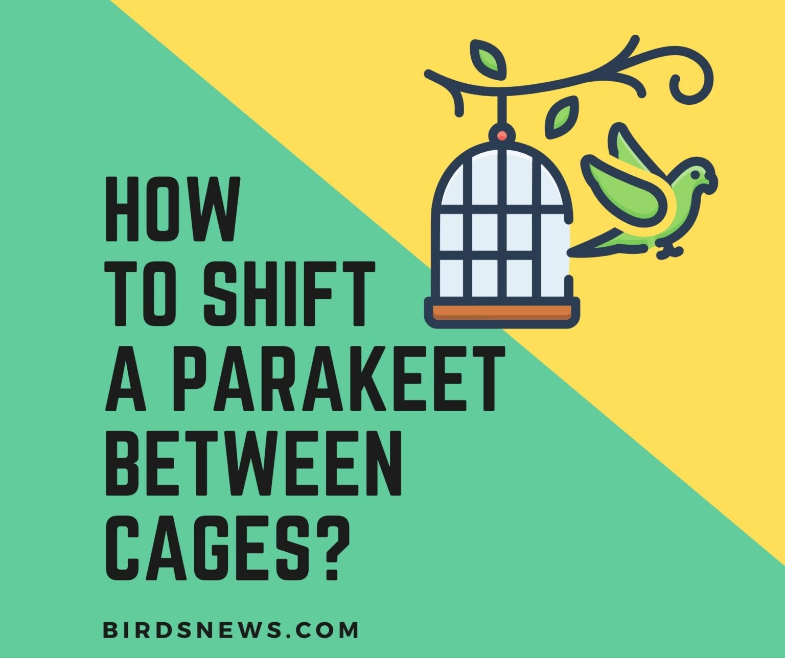 How To Transfer A Parakeet From One Cage To Another? - Birds News