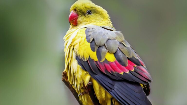 17 Different Types Of Parakeets - Birds News