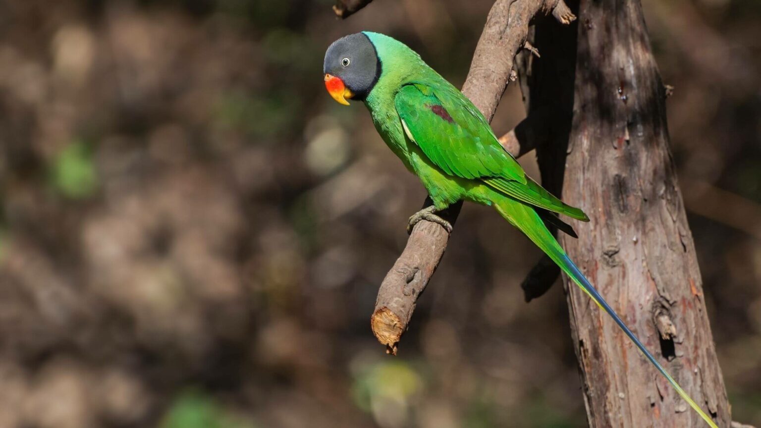 17 Different Types Of Parakeets - Birds News