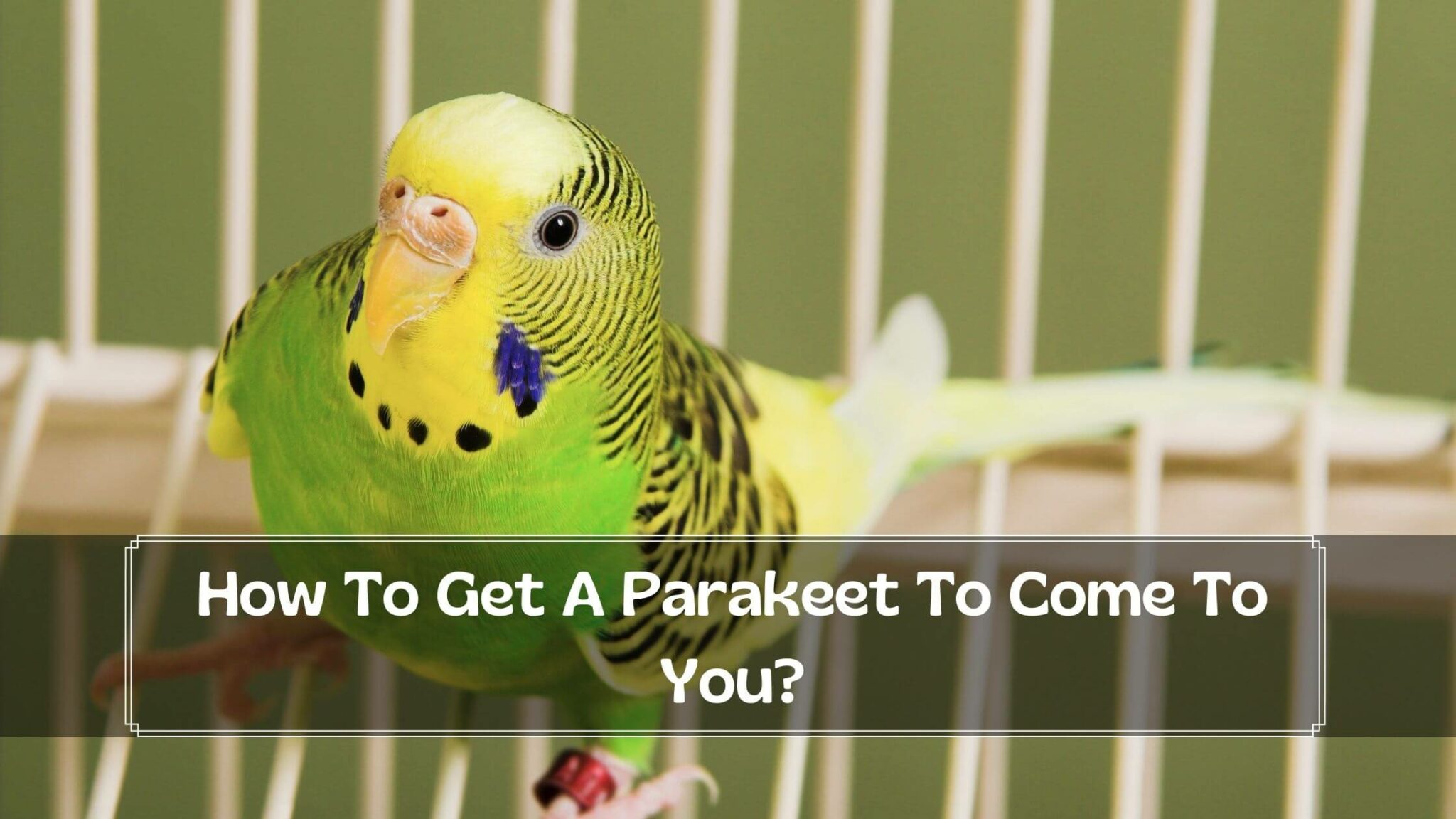 How To Make A Parakeet Come To You? 7 Tricks - Birds News