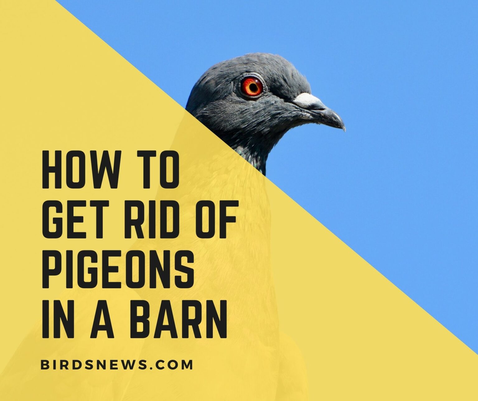 How To Get Rid of Pigeons in a Barn? 10 Humane Ways - Birds News
