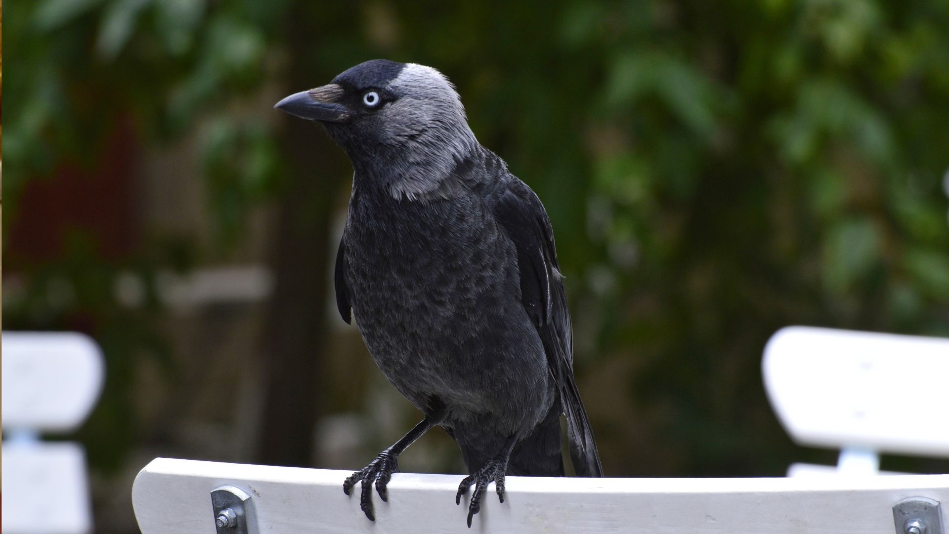 How to Keep Crows Away From The Garden? 11 Tips - Birds News