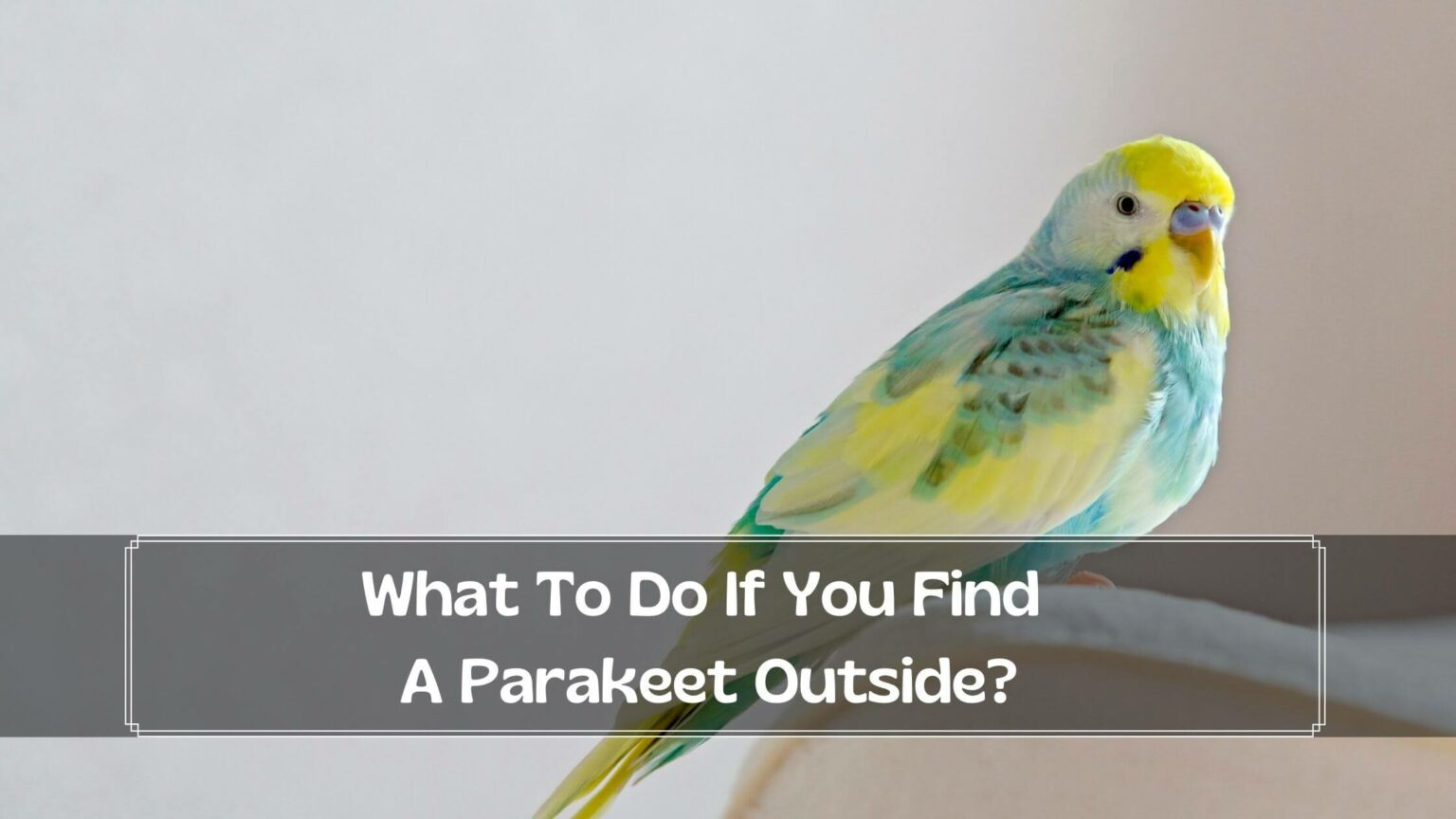 5 Actions to Take If You Find A Parakeet Outside? - Birds News