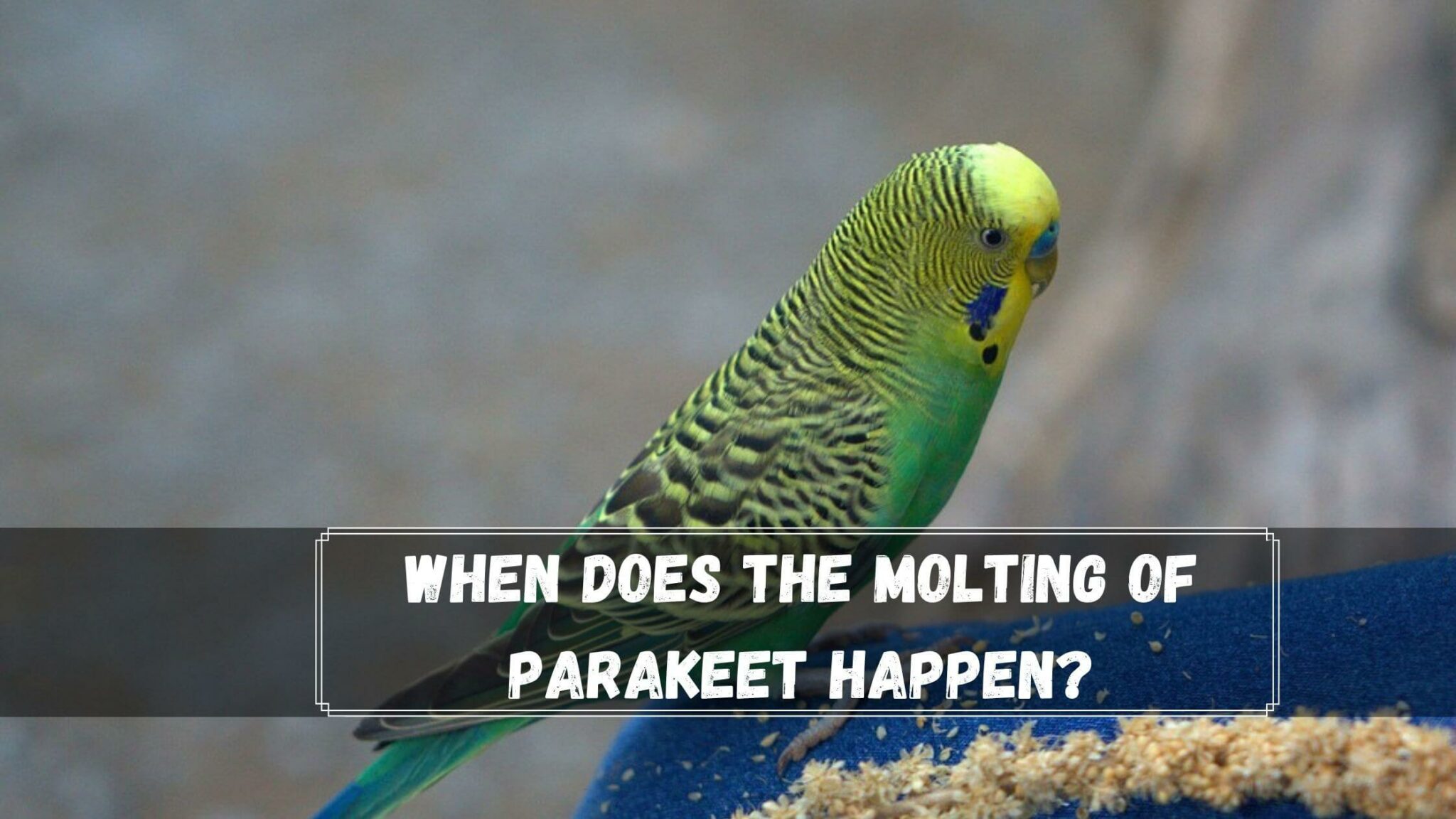 Is My Parakeet Sick Or Molting? 4 Things to Watch For - Birds News