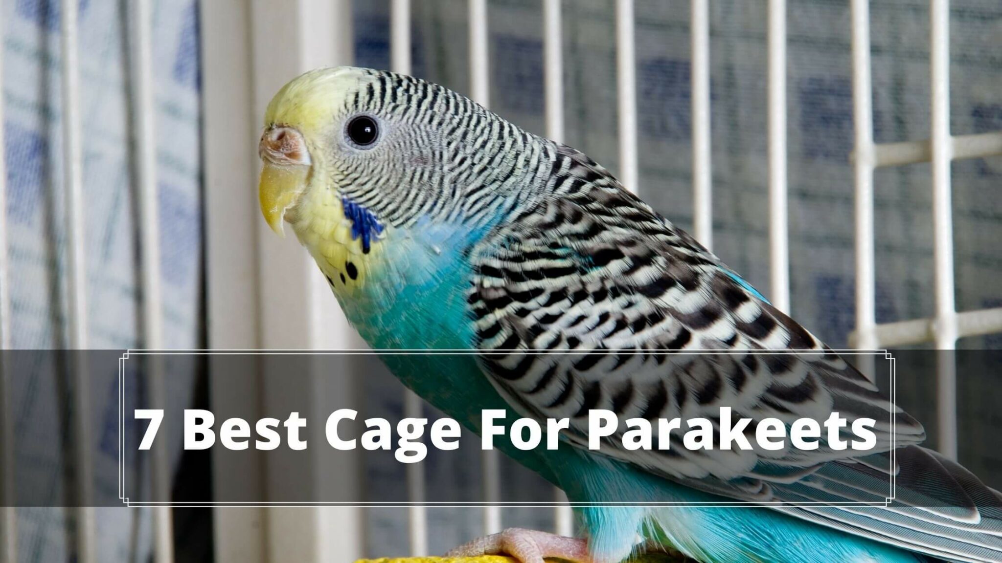 7 Best Cage For Parakeets + 5 Safety Tips - Birds News