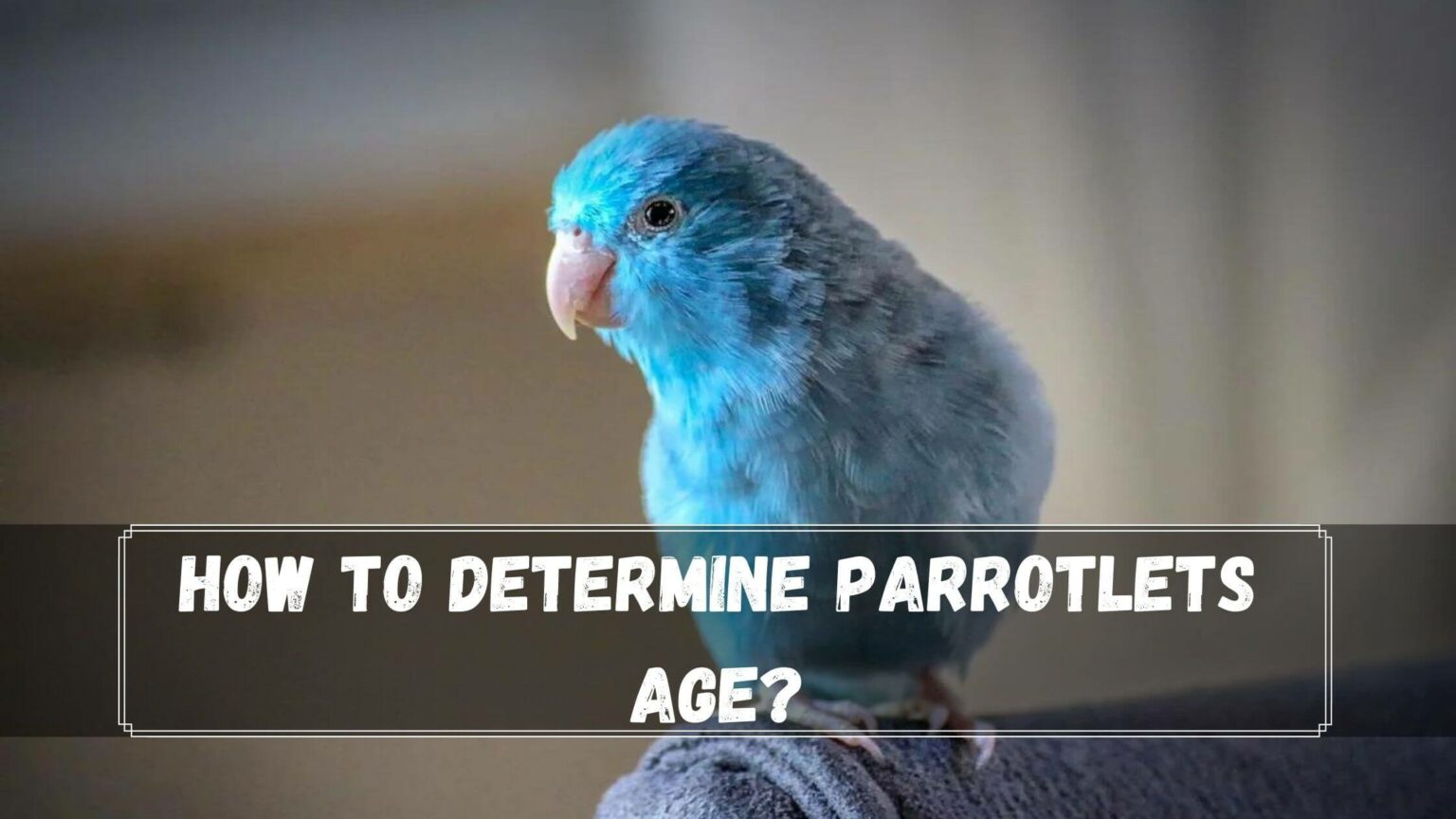 How Long Do Parrotlets Live? Parrotlets Lifespan 2023 Guide - Birds News