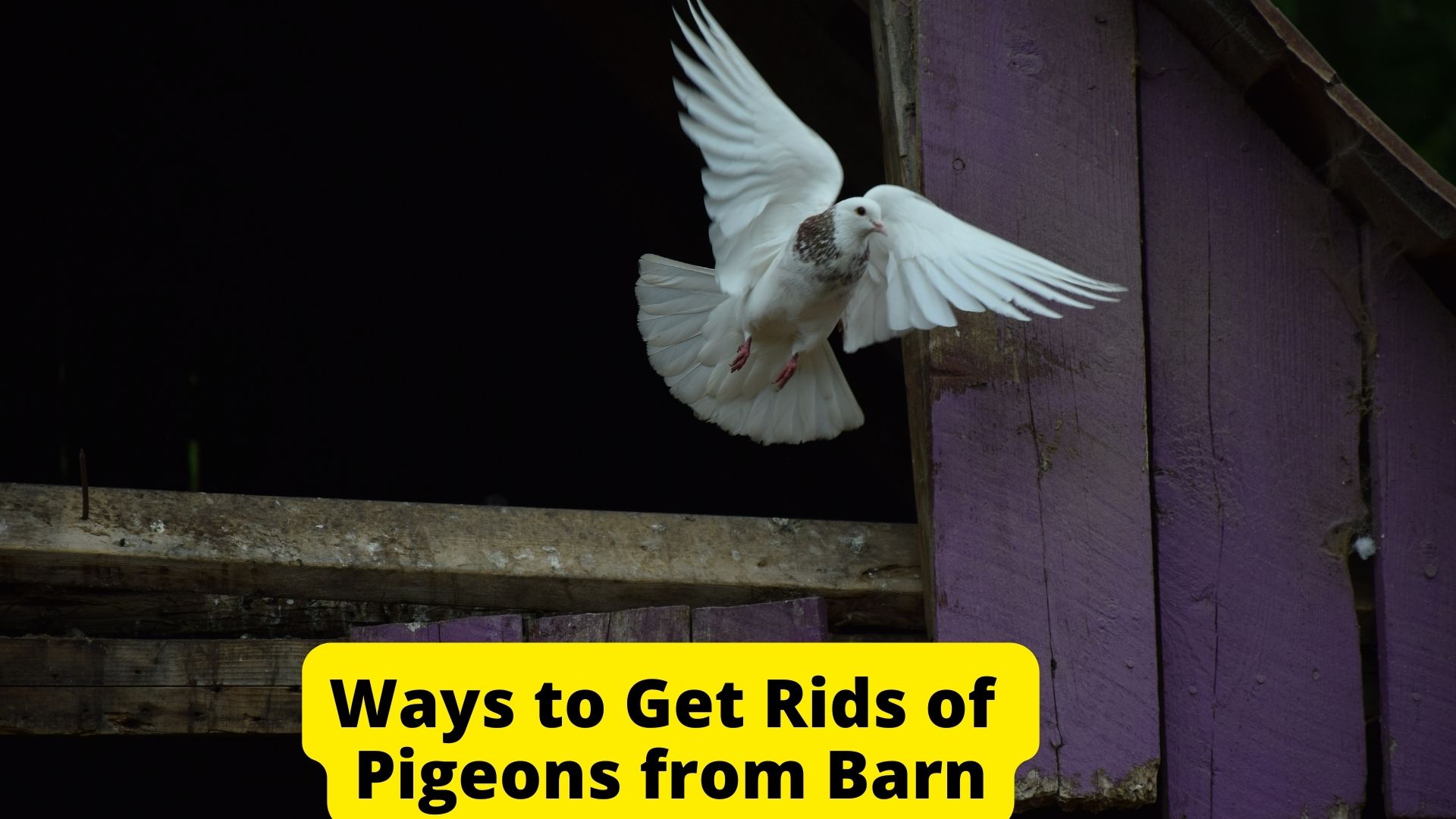 How To Get Rid of Pigeons in a Barn? 10 Humane Ways - Birds News