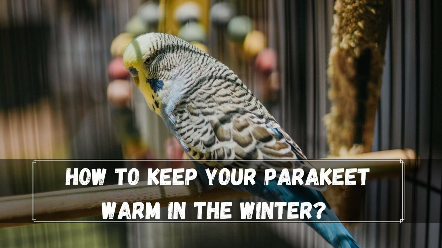 How To Keep Your Parakeet Warm In The Winter? 10 Ways - Birds News