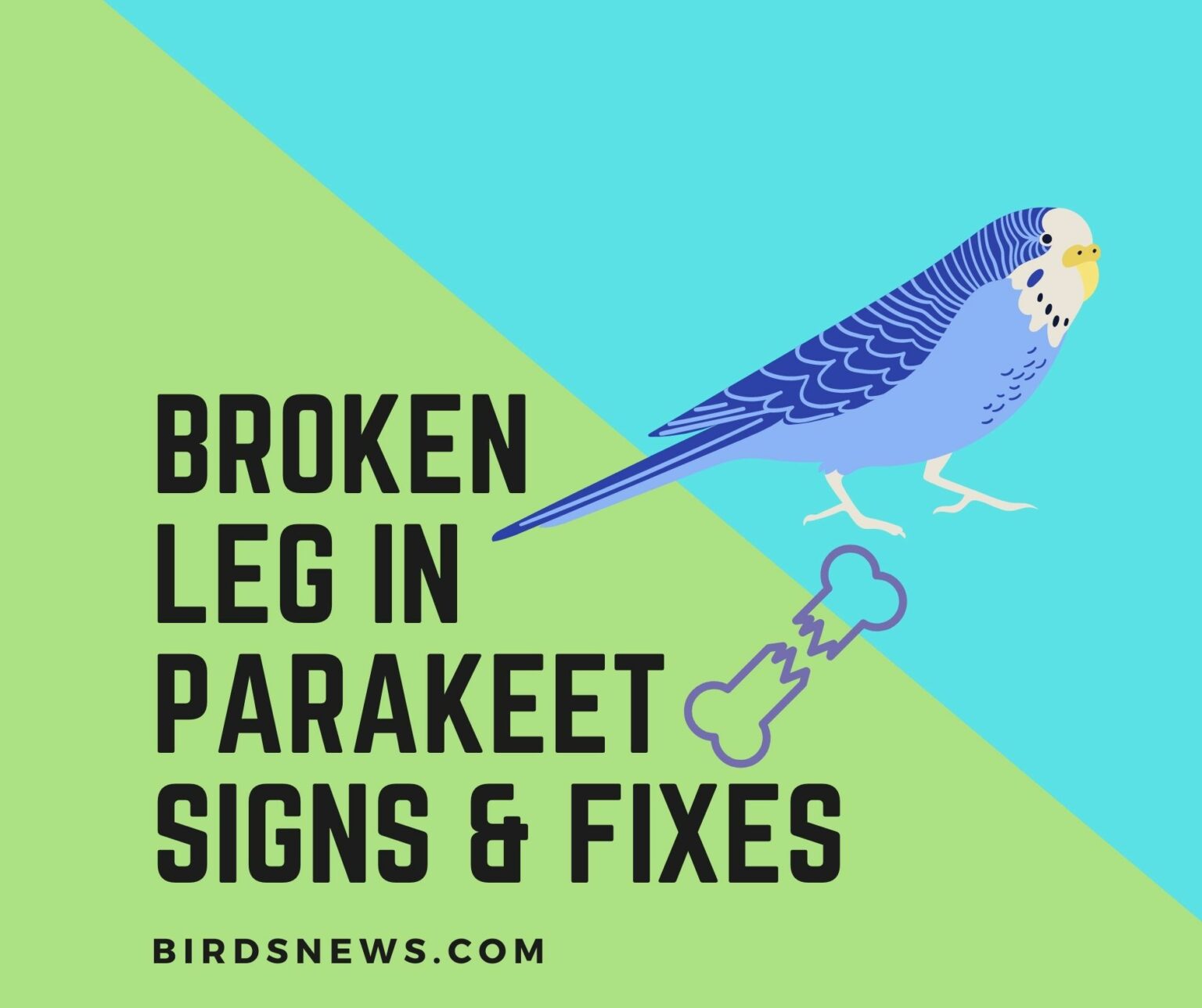 Parakeet With Broken Foot: 5 Signs, Causes, and 3 Fixes - Birds News