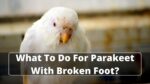 Parakeet With Broken Foot: 5 Signs, Causes, and 3 Fixes - Birds News