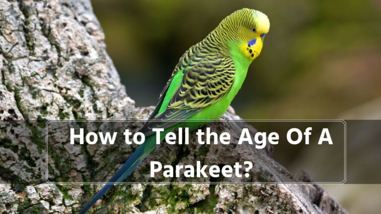 Here's How To Determine Parakeet Age - Birds News