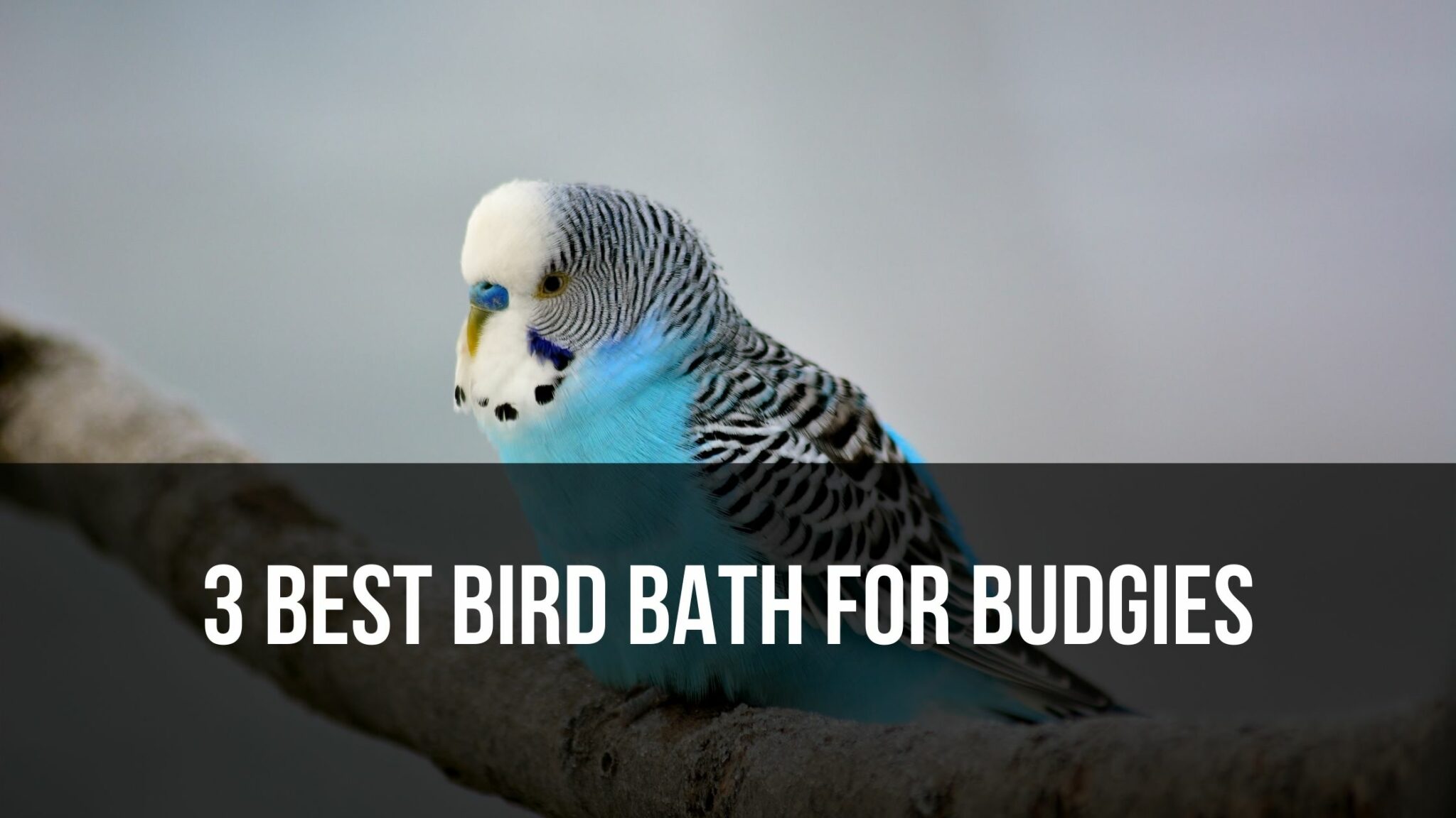 Why Do Budgies Like To Bath? [Top Bird Baths] - Birds News