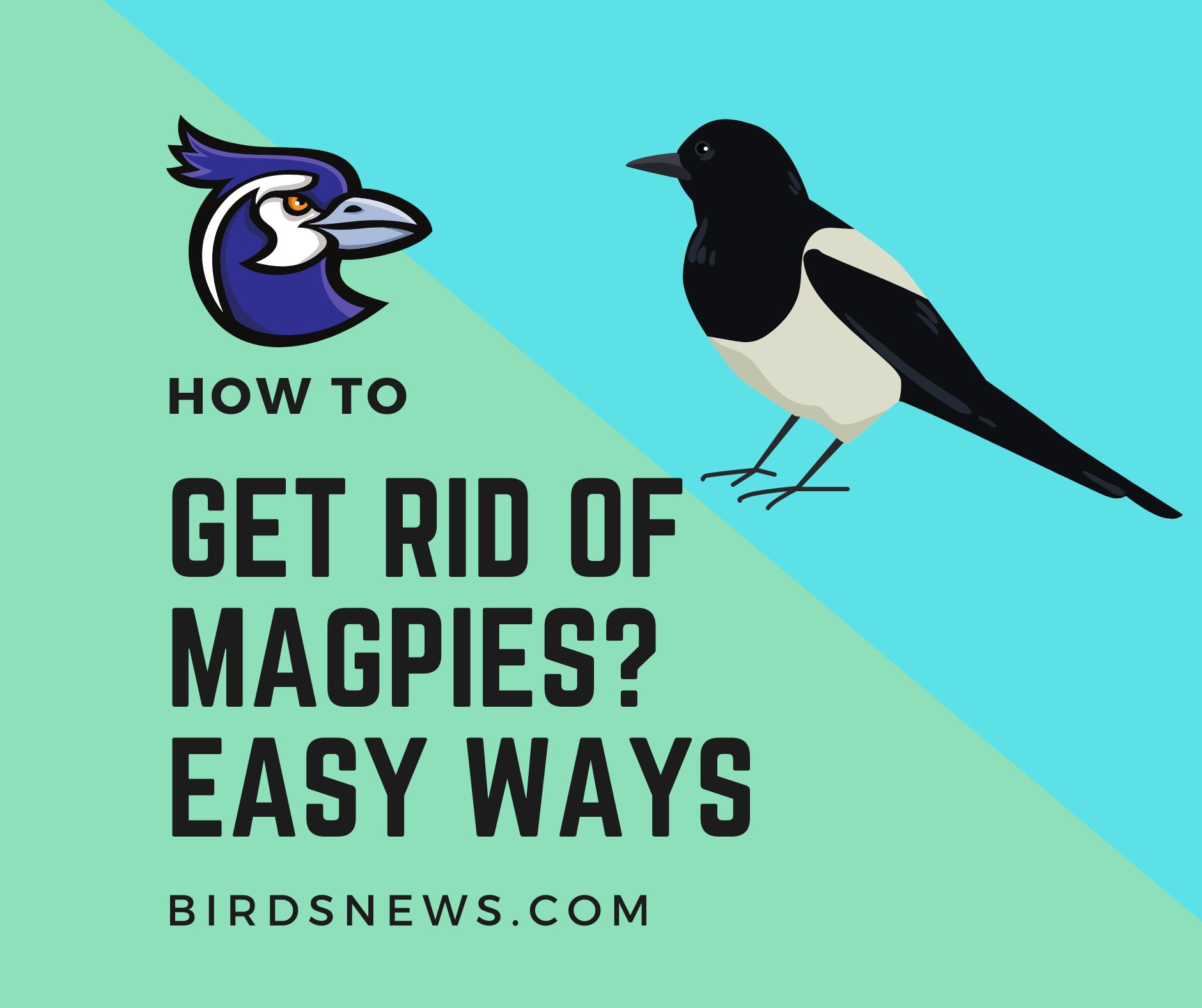 How To Get Rid Of Magpies 9 Easy Methods Birds News
