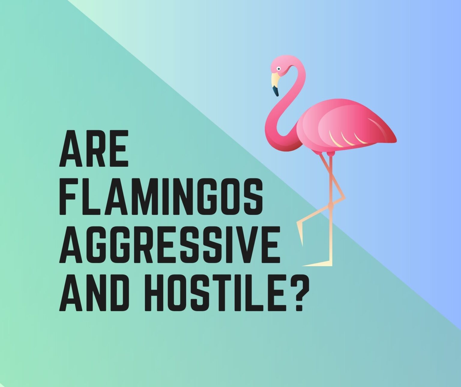 Are Flamingos Aggressive and Hostile Towards Humans? - Birds News