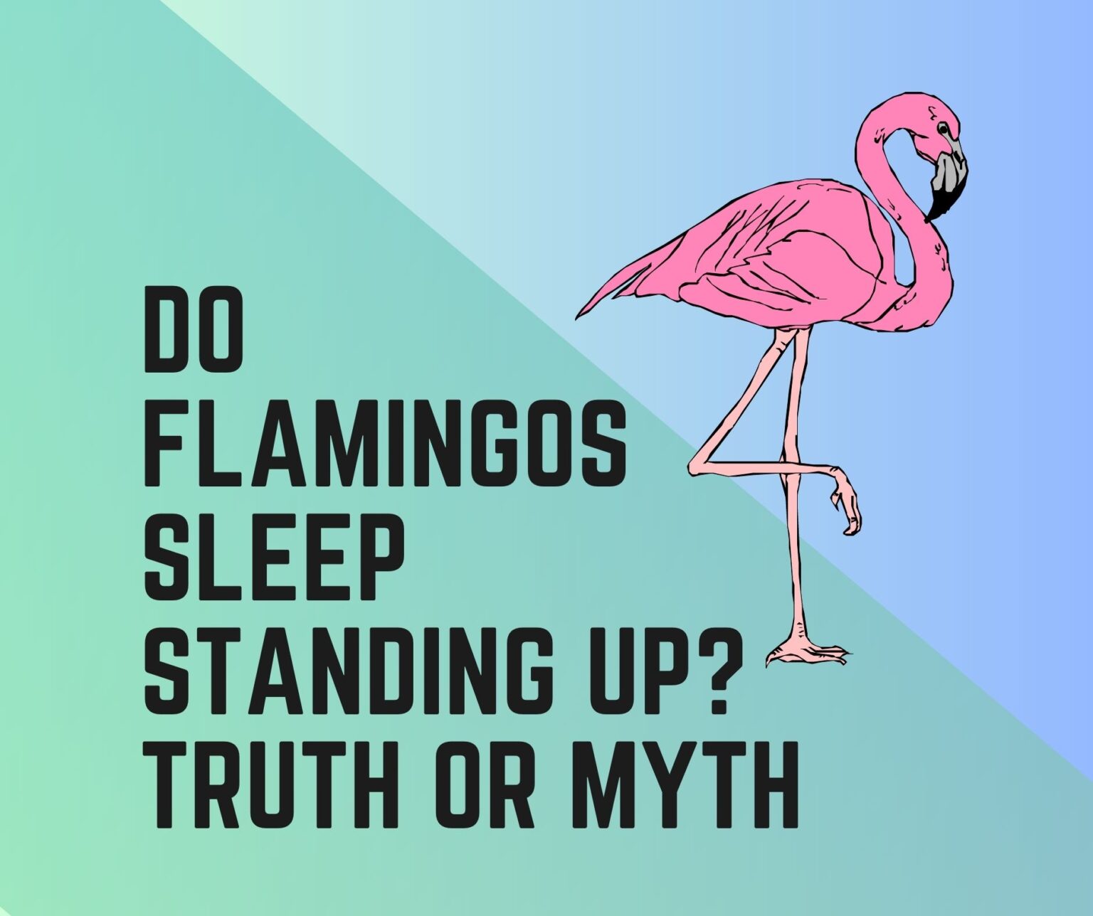 Do Flamingos Sleep Standing Up? Truth Or Myth - Birds News