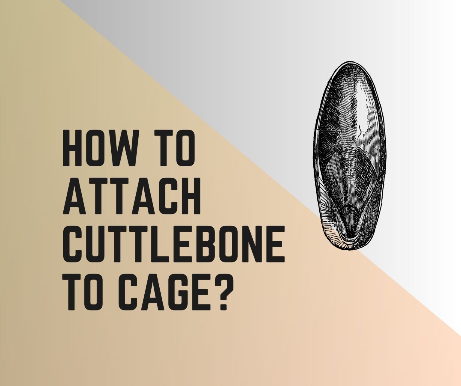 How To Attach Cuttlebone To Cage? - Birds News