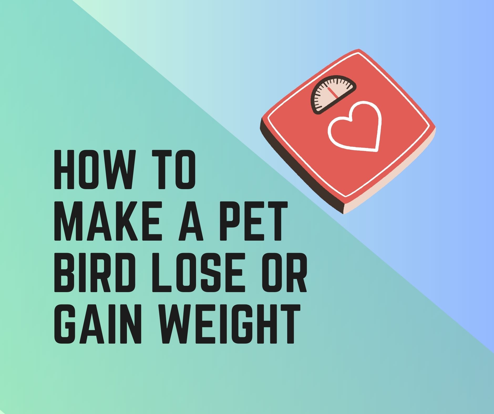 Birds News - A Guide to Pet Birds