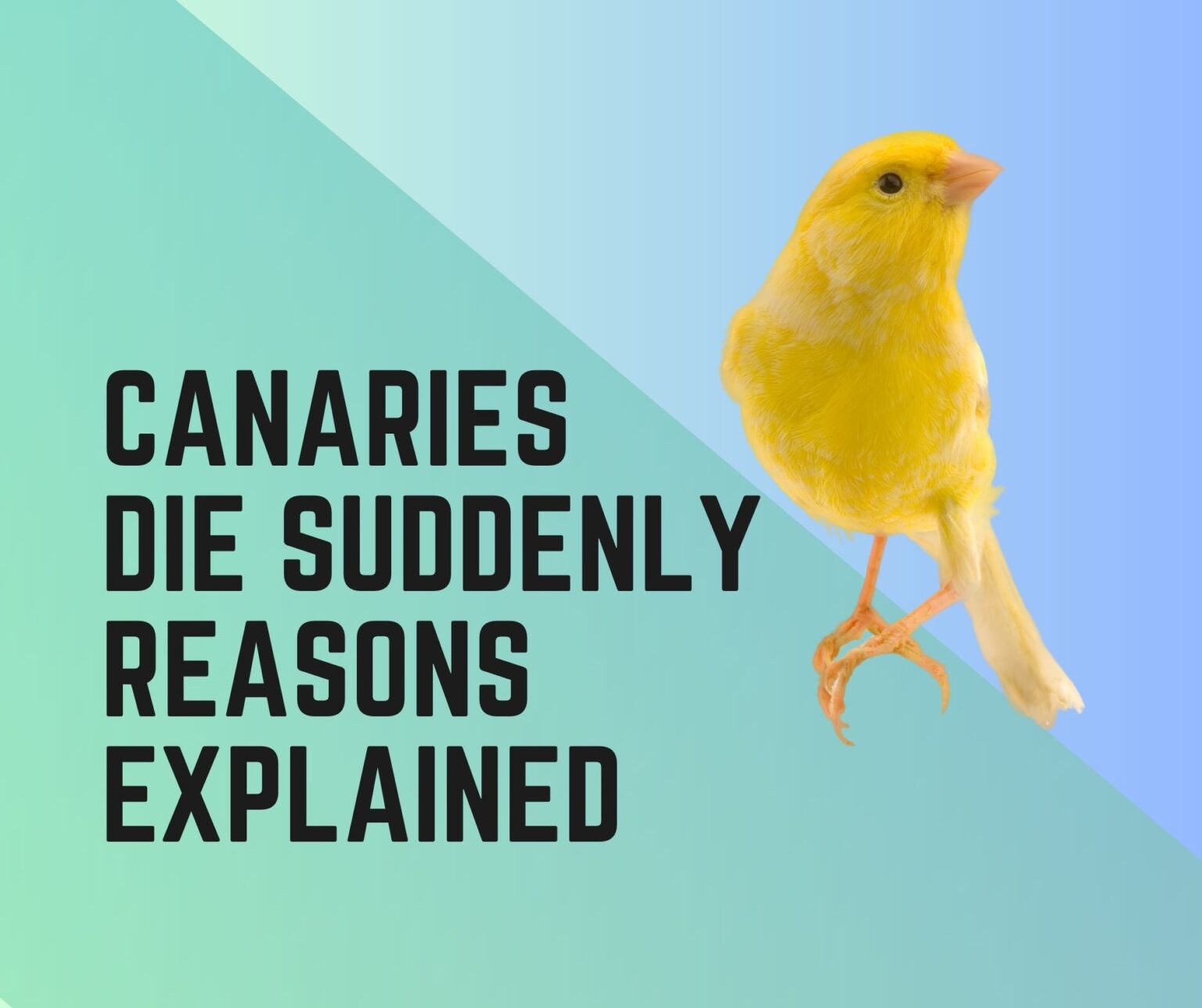 Why Do Canaries Die Suddenly? Random Death Reasons - Birds News