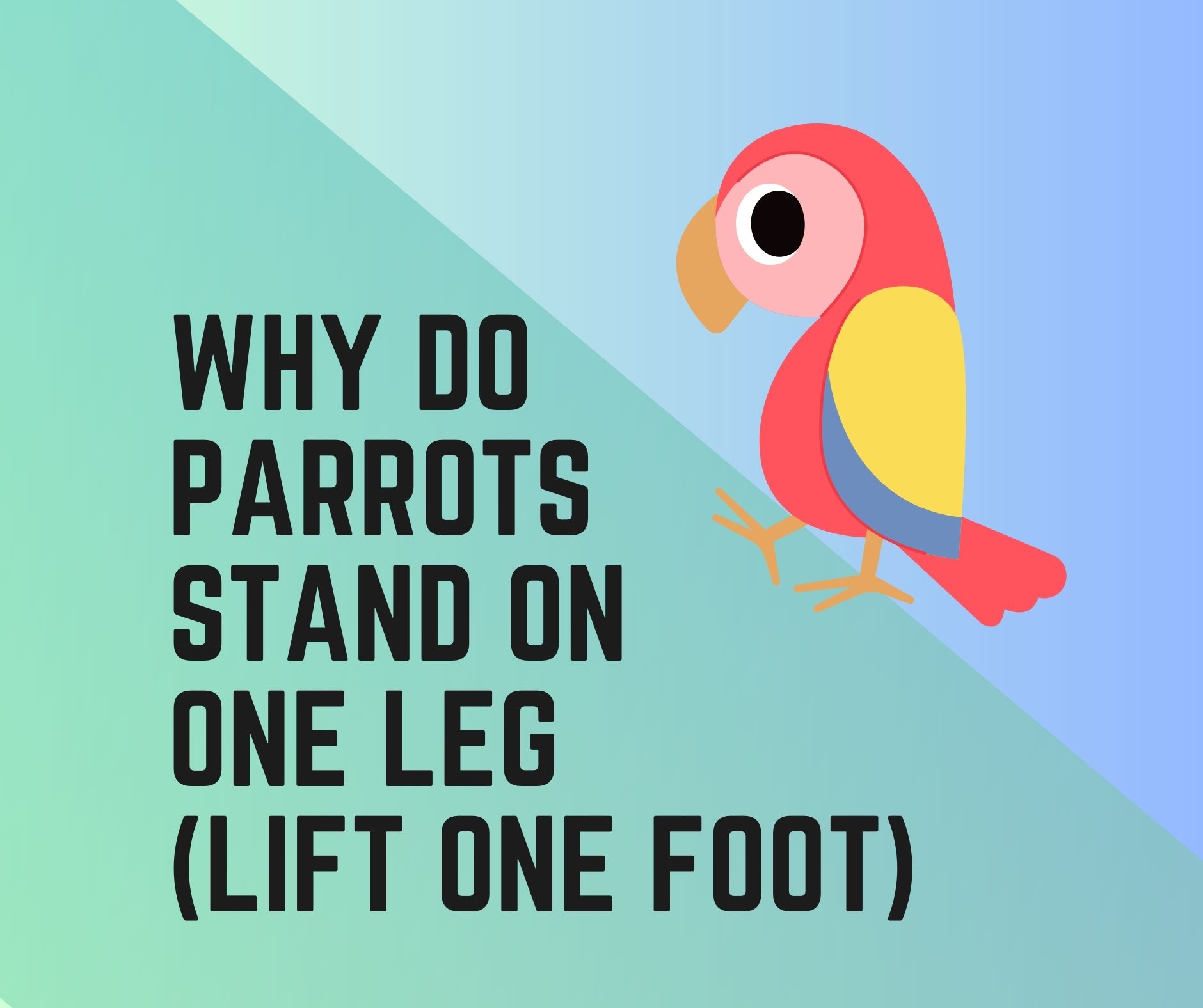 Why Do Parrots Stand on One Leg (Lift One Foot)? - Birds News