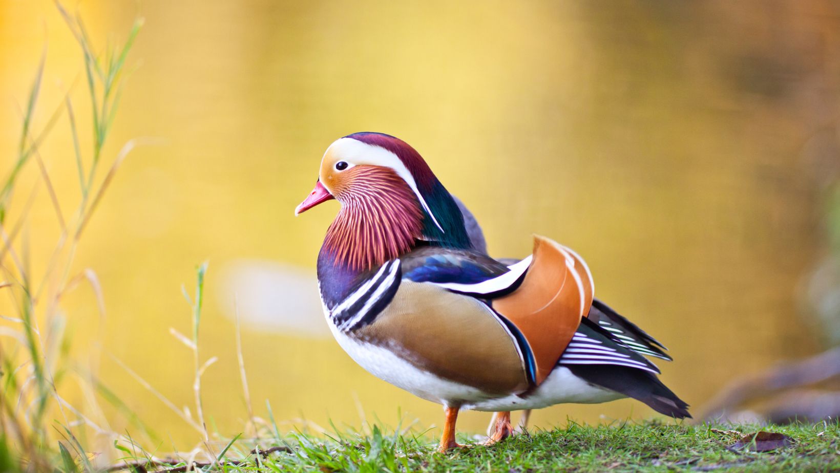 Hunting Mandarin Ducks: Laws, Regulation and Alternatives - Birds News