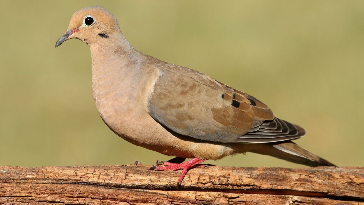 Ring Necked Dove VS Eurasian Collared Dove Comparison 101 - Birds News
