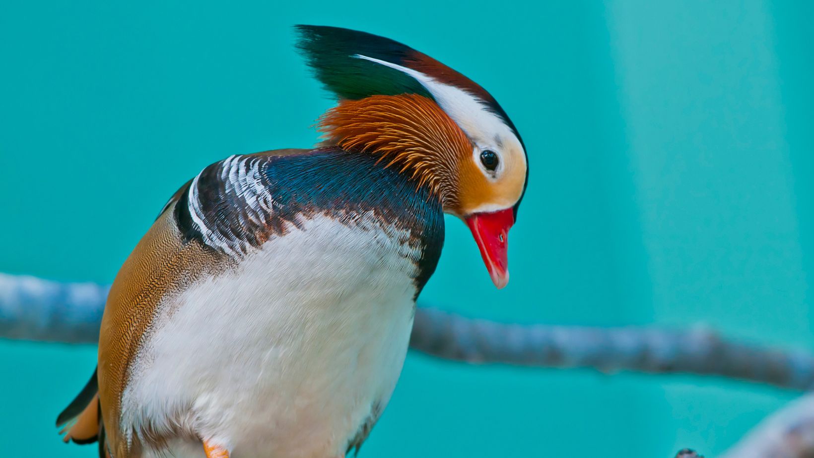 Hunting Mandarin Ducks: Laws, Regulation and Alternatives - Birds News