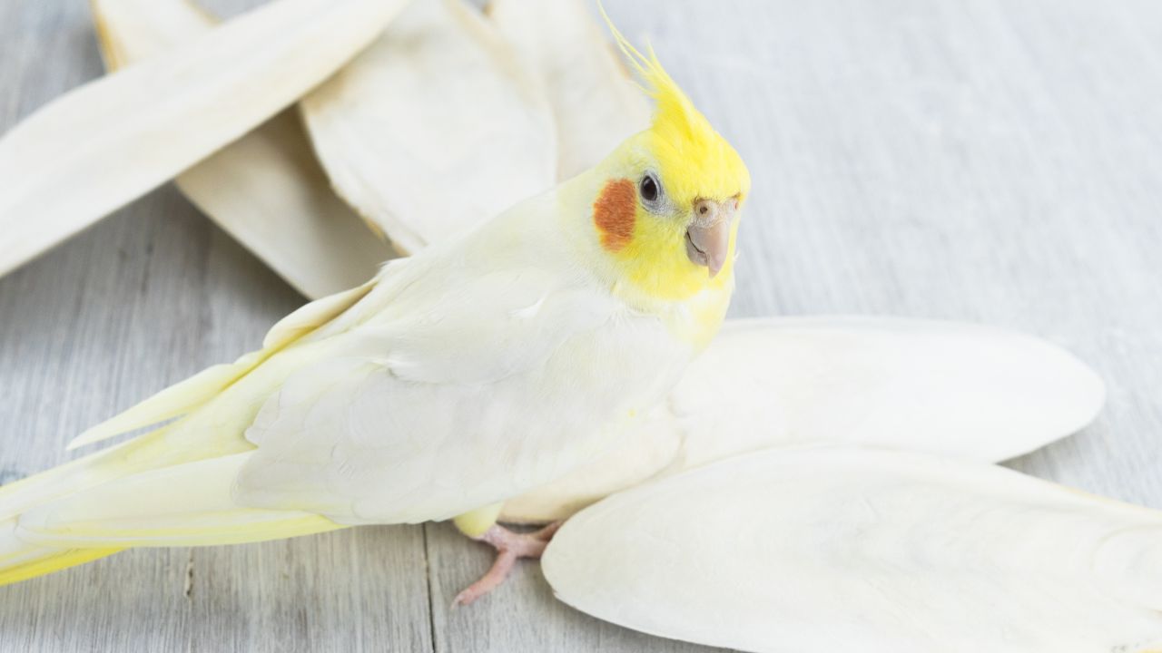 How To Attach Cuttlebone To Cage? - Birds News