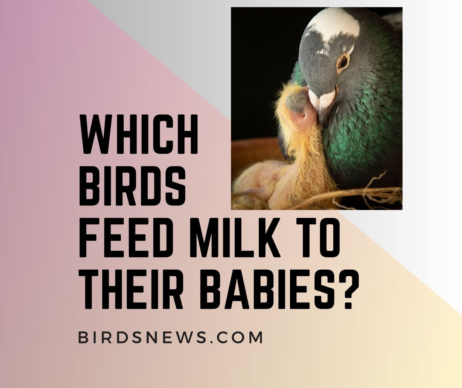 Which Birds Feed Milk to Their Babies? [Finally Solved] - Birds News