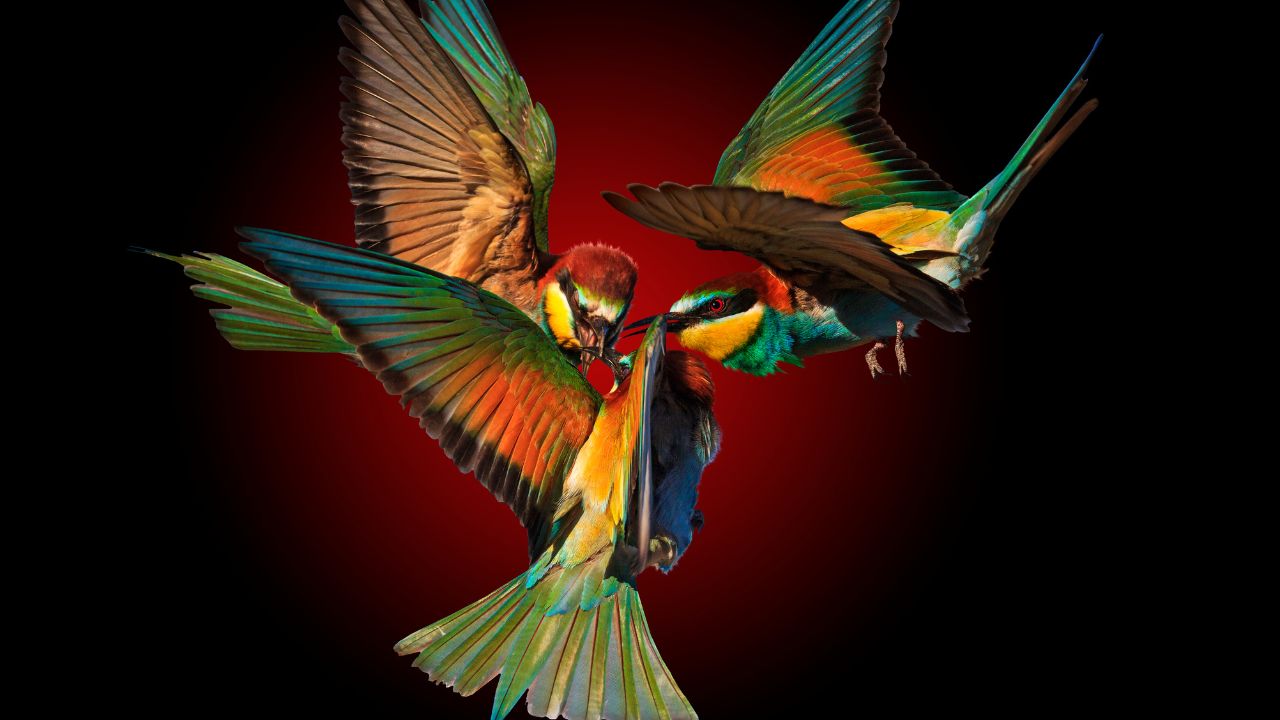 How To Stop Birds From Fighting Each Other? - Birds News