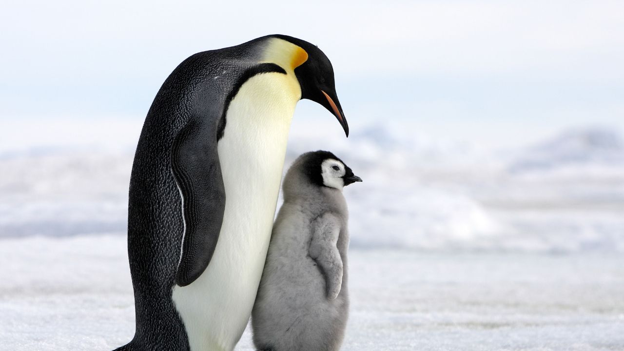 Which Birds Feed Milk to Their Babies? [Finally Solved] - Birds News