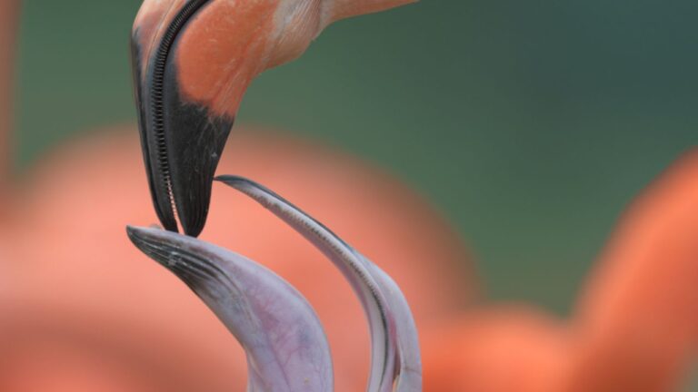Which Birds Feed Milk to Their Babies? [Finally Solved] - Birds News