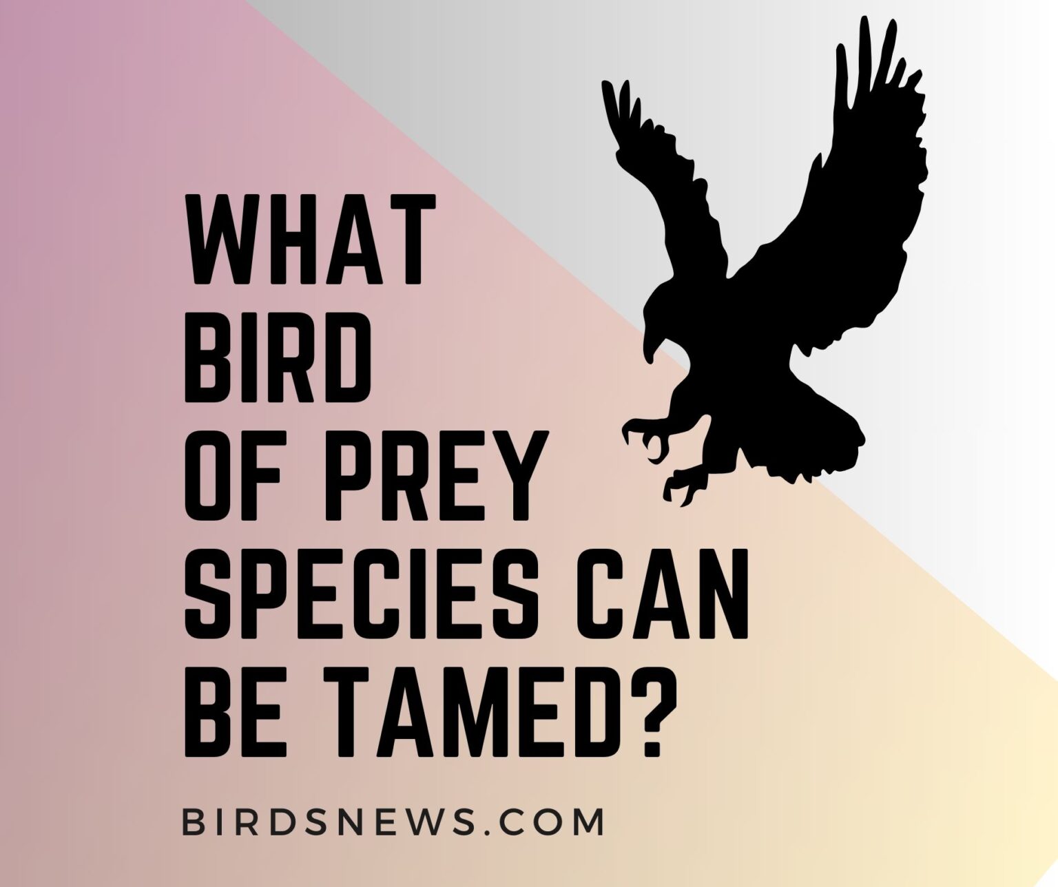 What Bird Of Prey Species Can Be Tamed? - Birds News